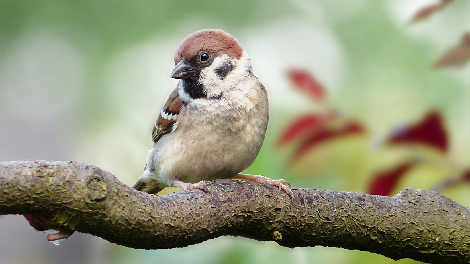 Michelle Shrader – Grateful to be…sharing with you on the journey